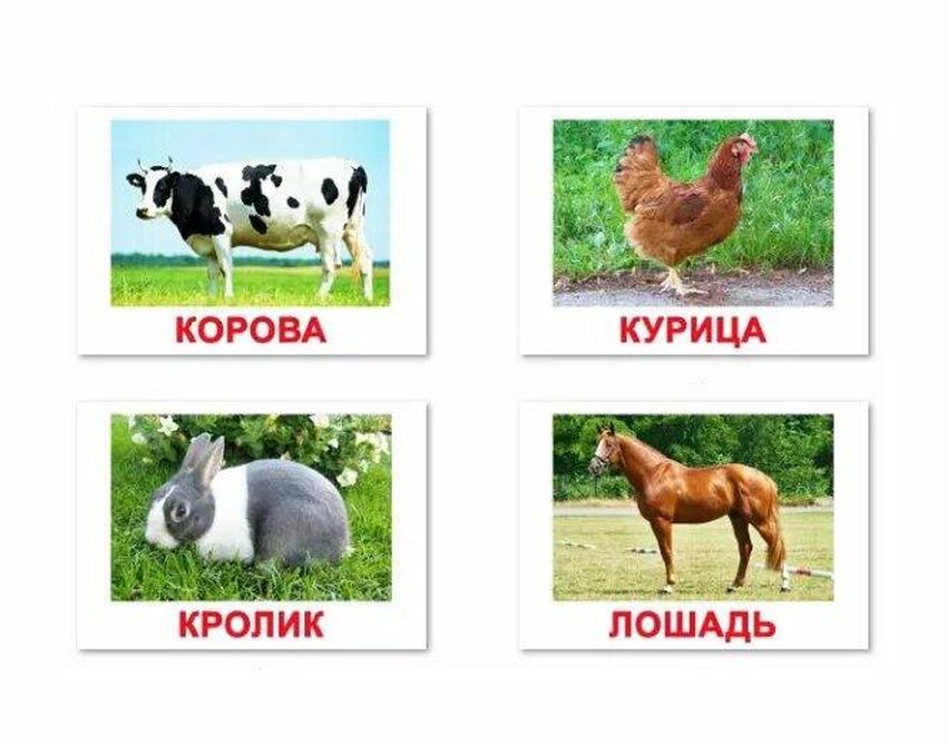 Домашние животные картинки для детей карточки